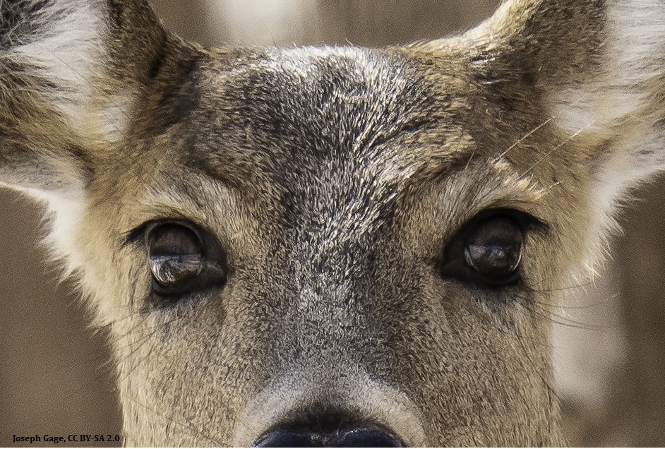 Living Authentically - Wild Plains Medicine
